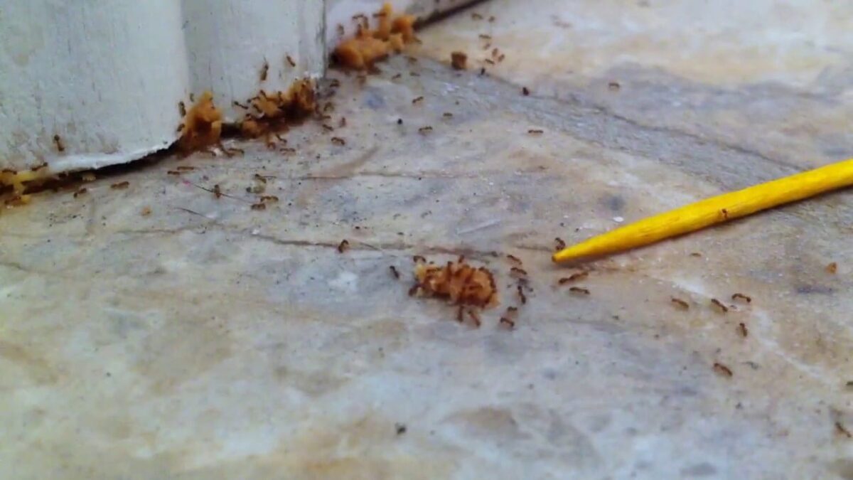 Control of pharaoh ants - Insecto How to get rid of them effectively